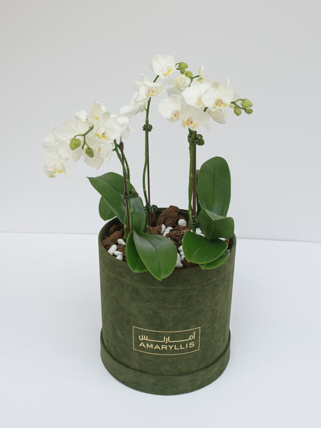 ORCHIDS IN A ‎BOX – Amaryllis Flowers